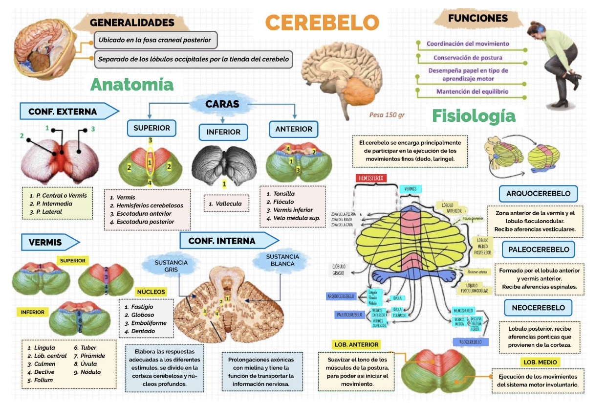 Papel del cerebelo en la enfermedad de Parkinson